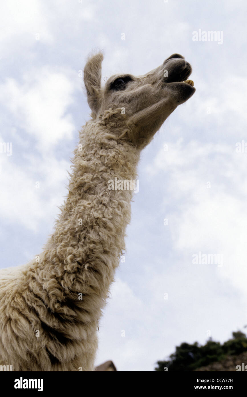 Alpacas grazing in grass at the UNESCO World Heritage Incan ruins of ...