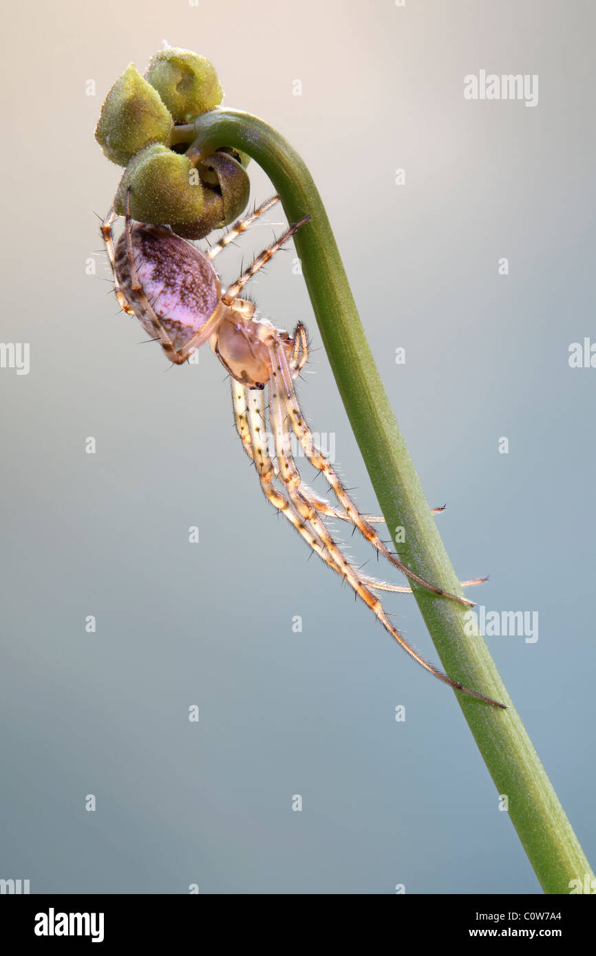 Translucent spider hi-res stock photography and images - Alamy