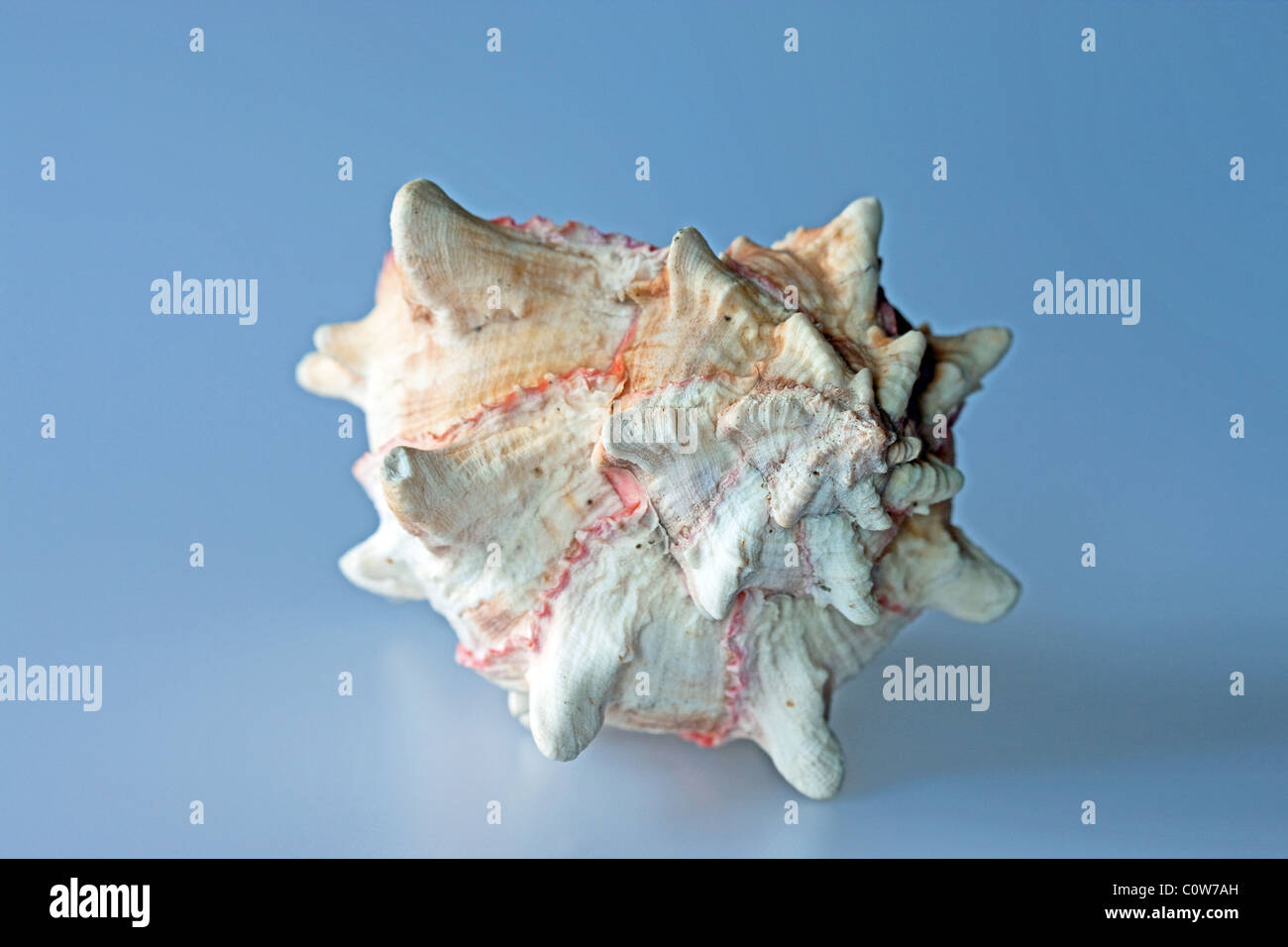 Inverterbrate life hi-res stock photography and images - Alamy