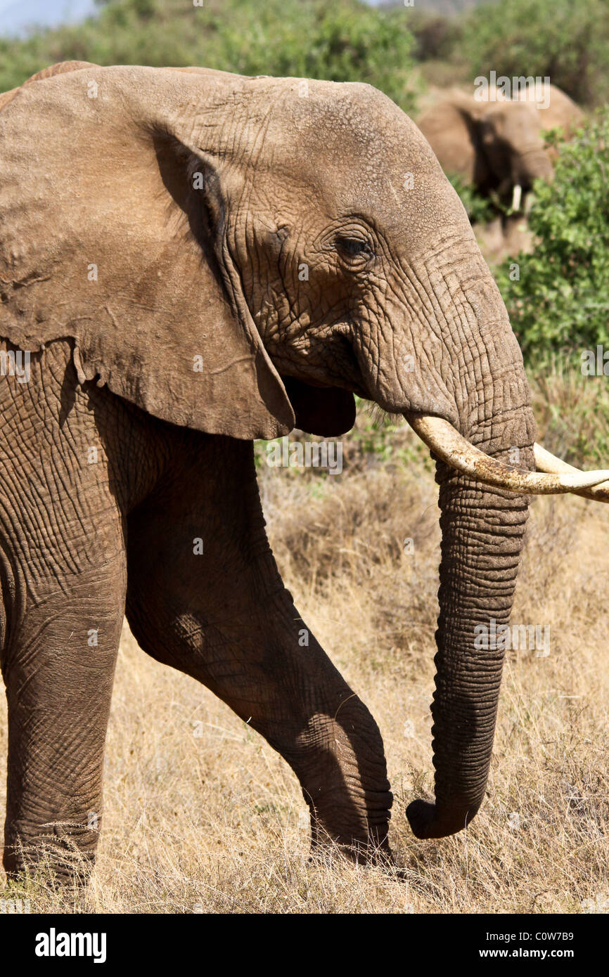 Elephants and Elephant Pack/Family Samburu National Reserve, Kenya ...