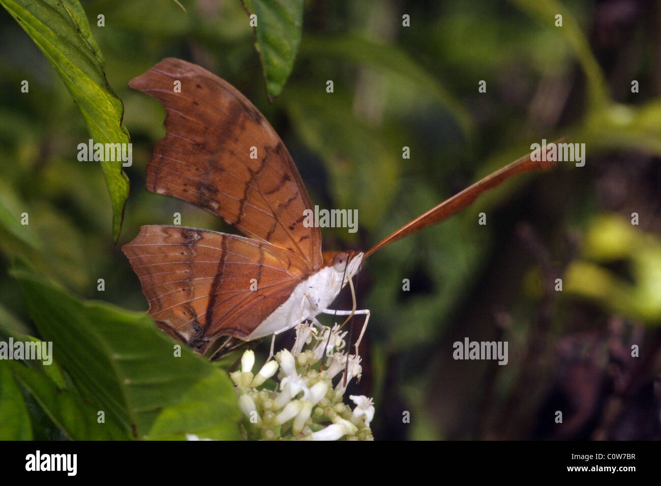 Ruddy Daggerwing Marpesia petreus Stock Photo - Alamy