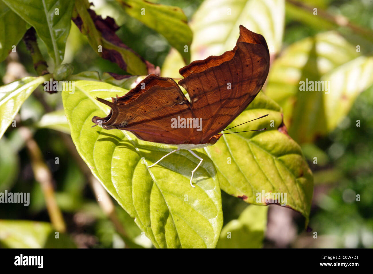 Daggerwing hi-res stock photography and images - Alamy