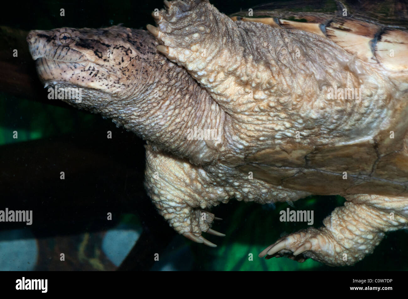 A Common Snapping Turtle Stock Photo - Alamy