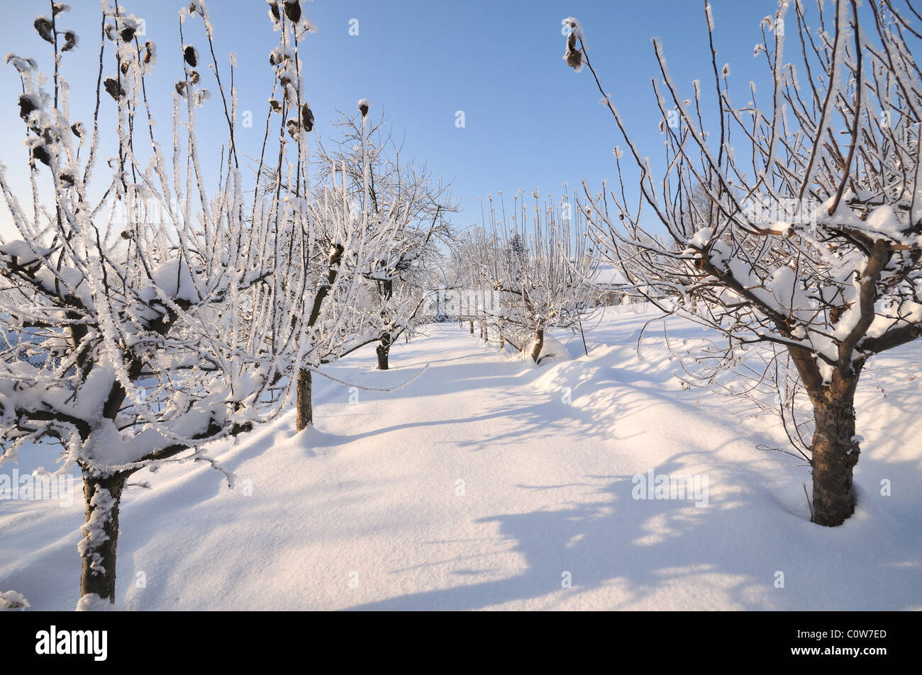 Dormant orchard hi-res stock photography and images - Alamy