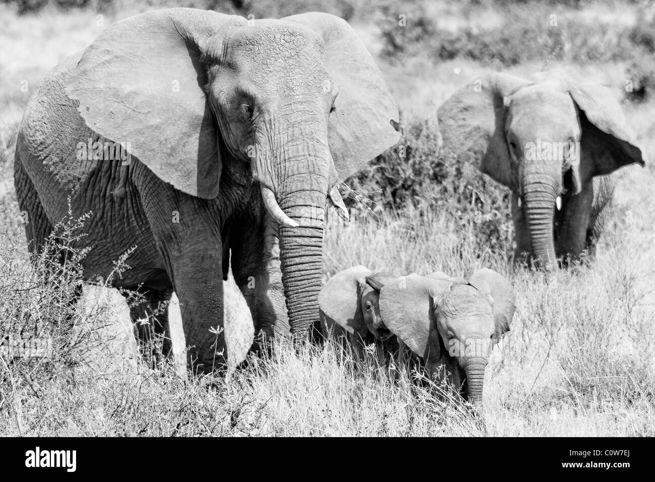 Elephants and Elephant Pack/Family Samburu National Reserve, Kenya ...