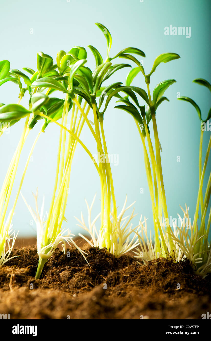Green seedling illustrating concept of new life Stock Photo - Alamy