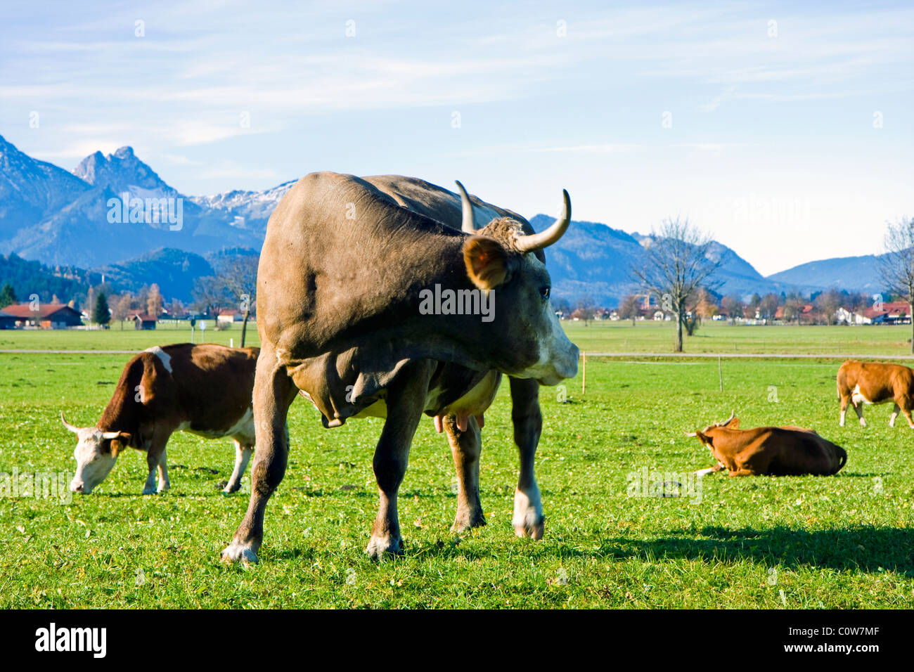 Happy German cows on green grass and mountains behind them Stock Photo ...