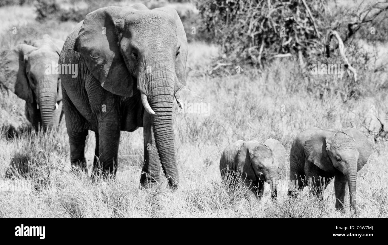 Elephants and Elephant Pack/Family Samburu National Reserve, Kenya ...