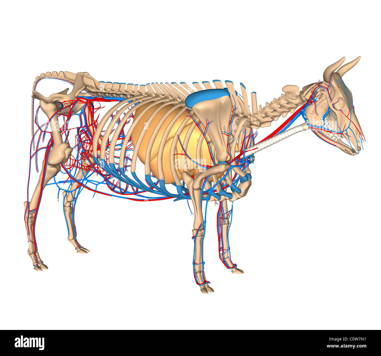 Anatomy of the cow circulary respiratory Stock Photo - Alamy