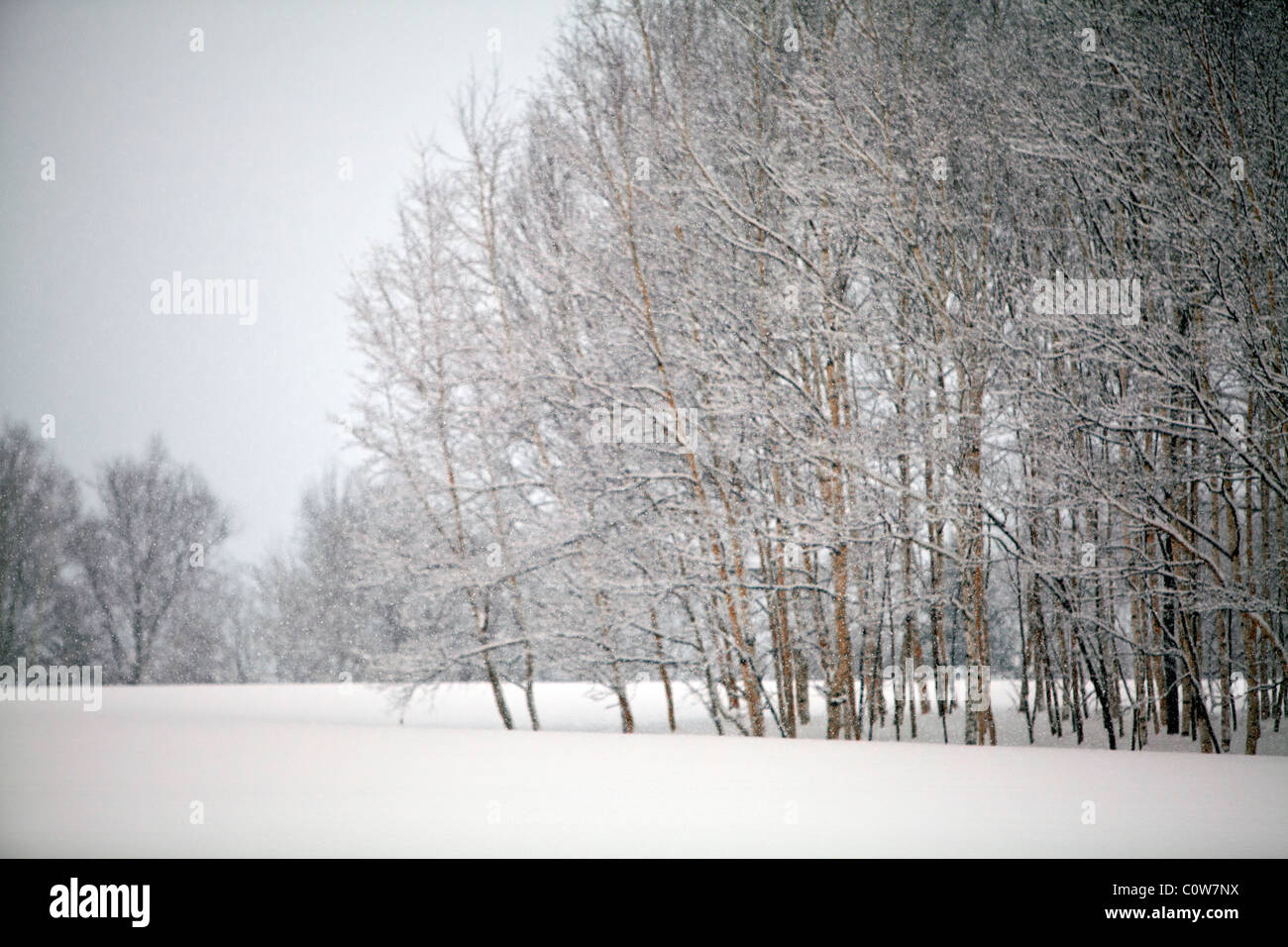 Beautiful winter scenery near Niseko, Japan Stock Photo - Alamy