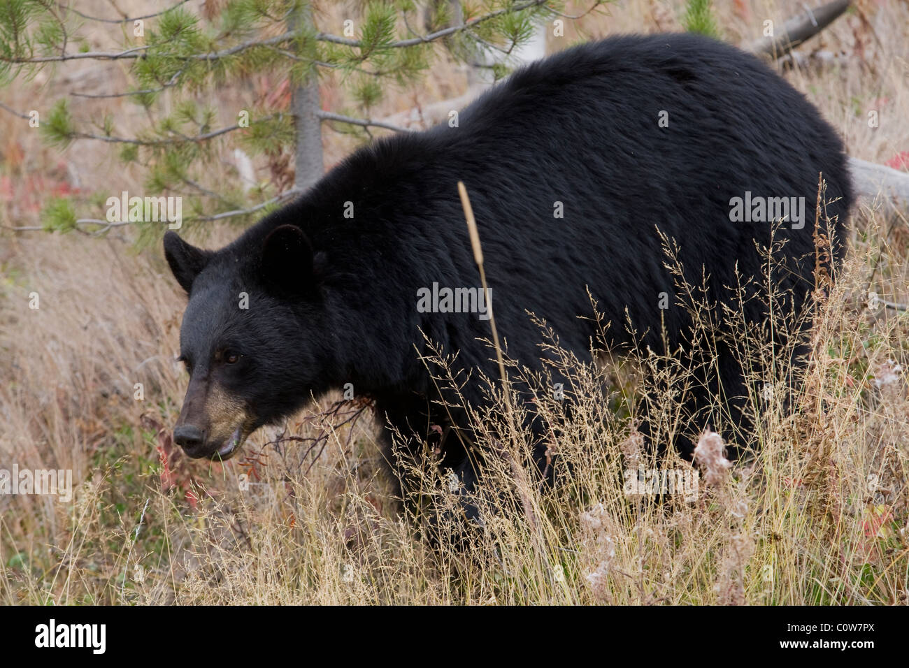 Black Bear - Oak woodland Stock Photo - Alamy