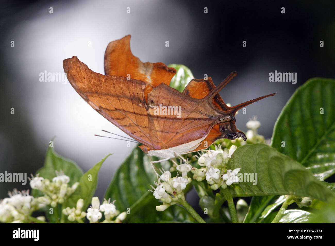 Ruddy Daggerwing Marpesia petreus Stock Photo - Alamy