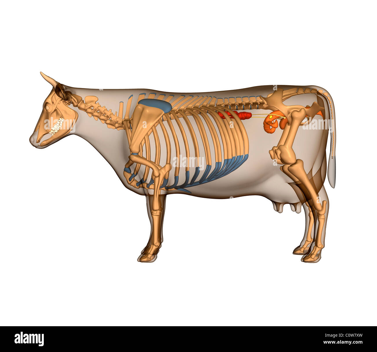 Anatomy of the cow reproduction Stock Photo - Alamy