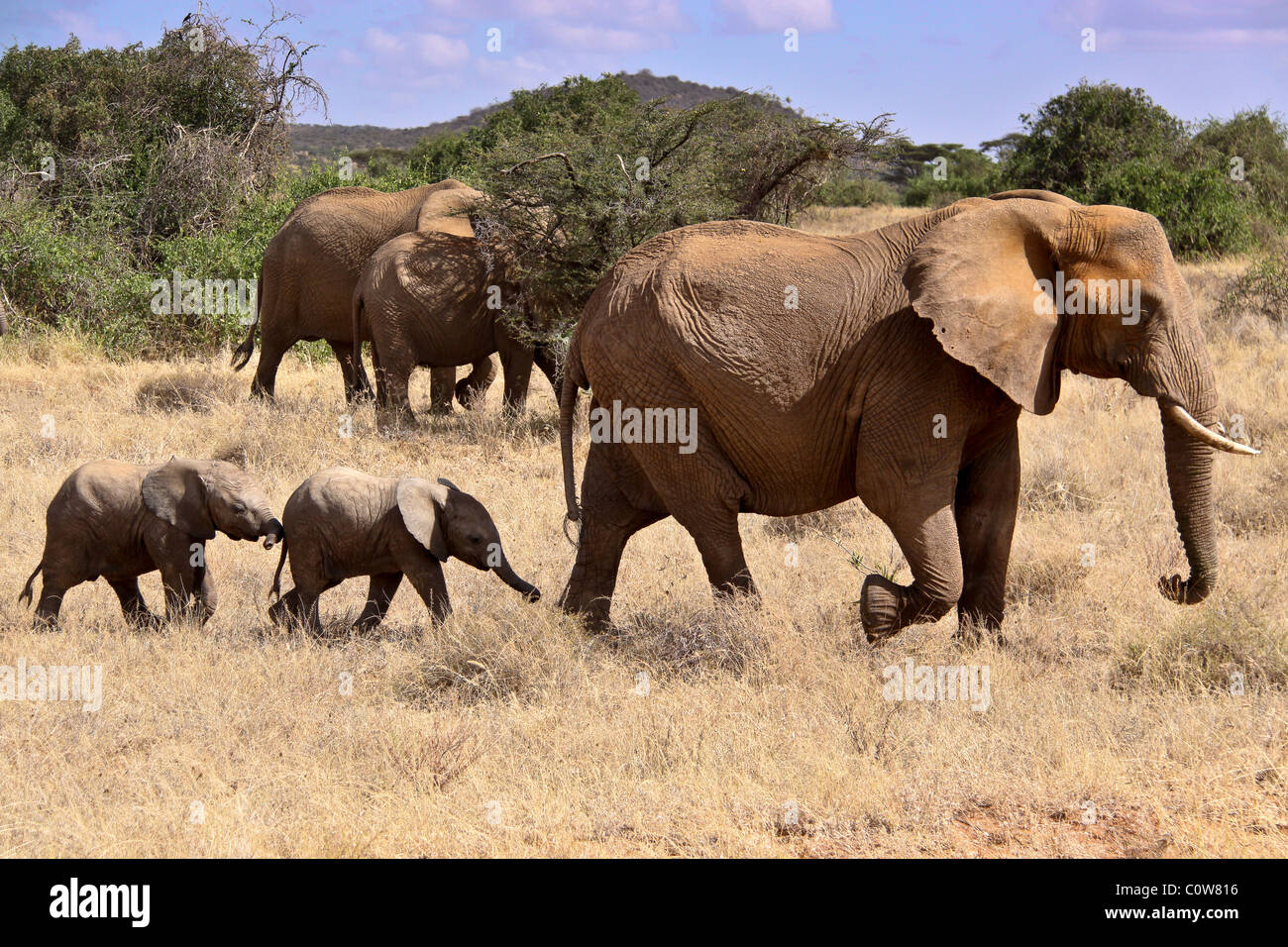 Elephants and Elephant Pack/Family Samburu National Reserve, Kenya ...