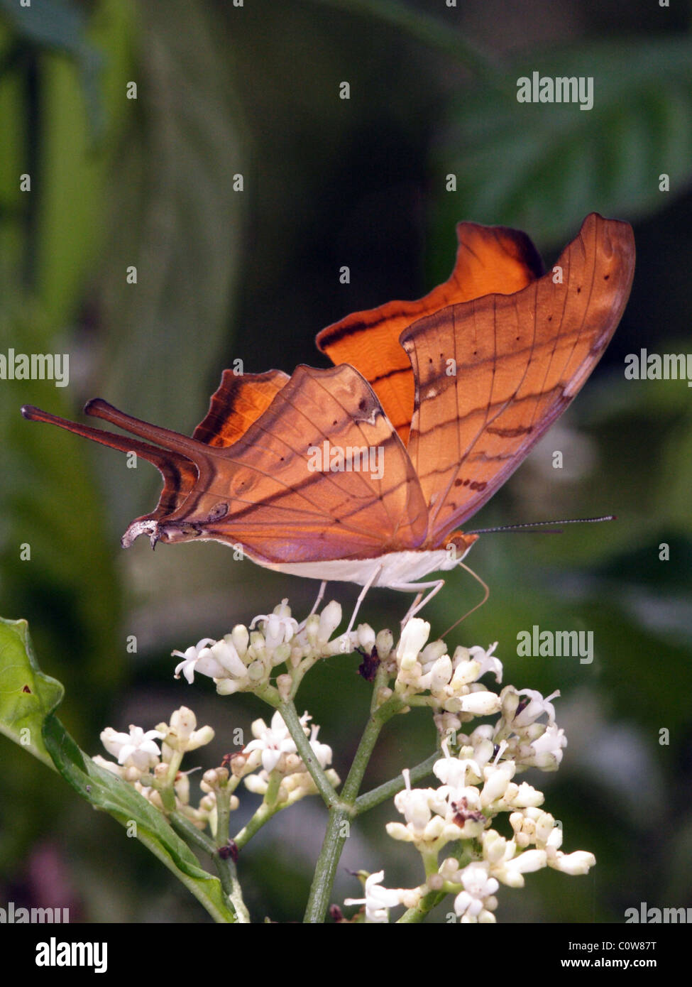 Ruddy Daggerwing Marpesia petreus Stock Photo - Alamy