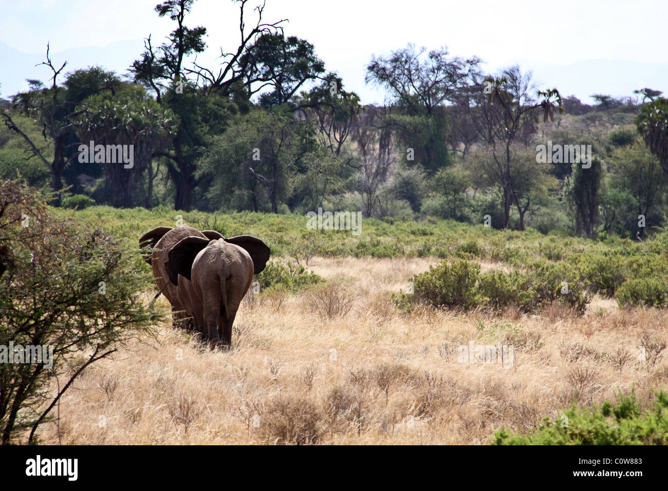 Elephants and elephant pack family hi-res stock photography and images ...