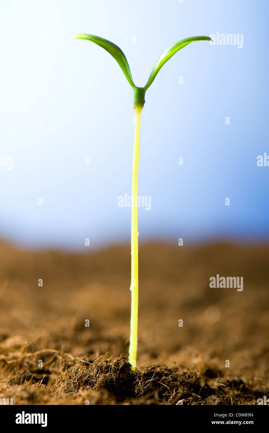 Green seedling illustrating concept of new life Stock Photo - Alamy