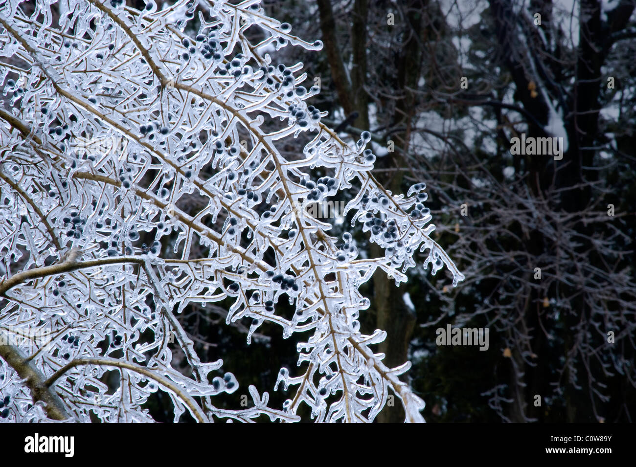 Icebound branches hi-res stock photography and images - Alamy