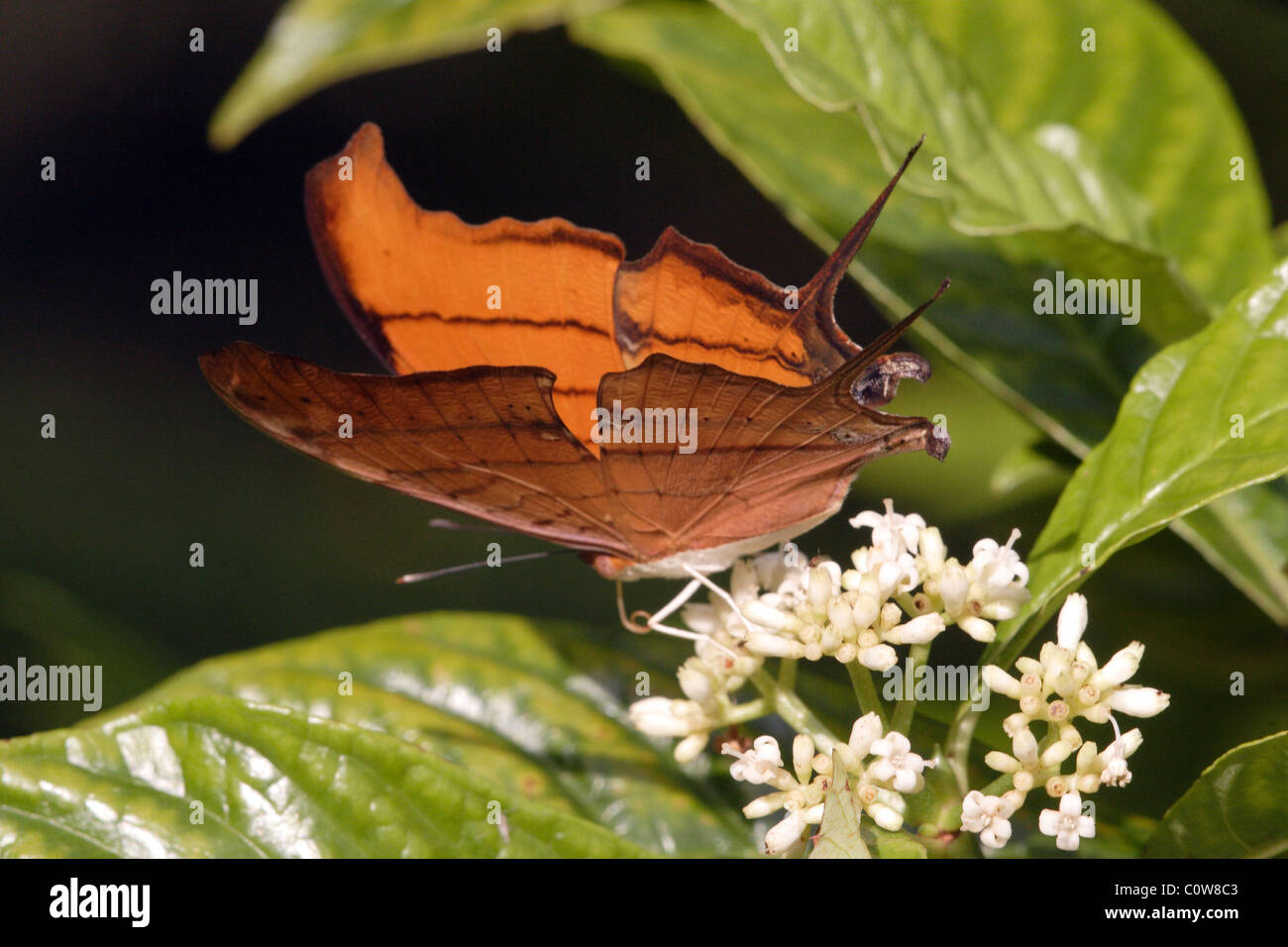 Ruddy Daggerwing Marpesia petreus Stock Photo - Alamy