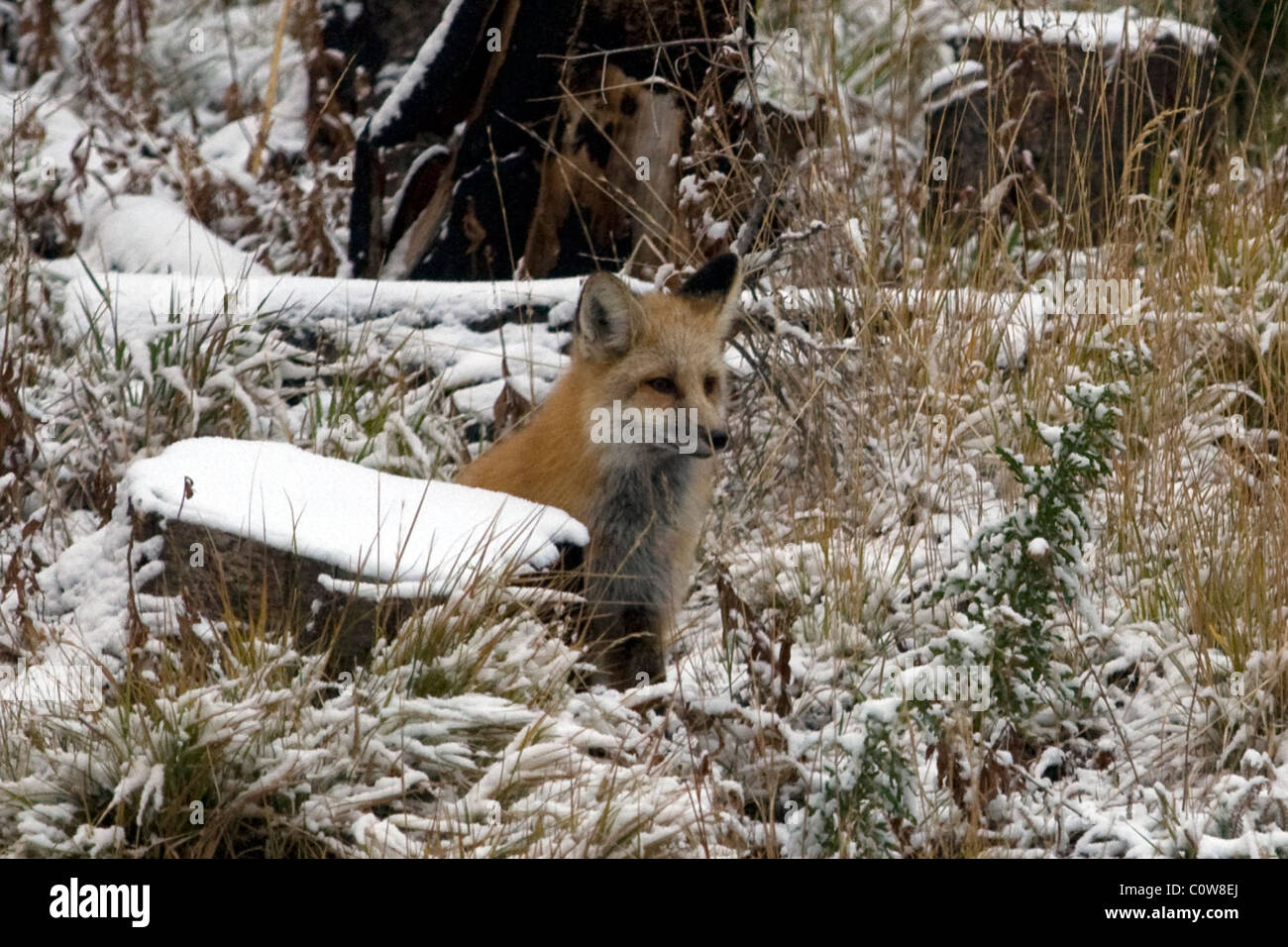 A red fox (Vulpes vulpes) in Yellowstone National Park during winter ...