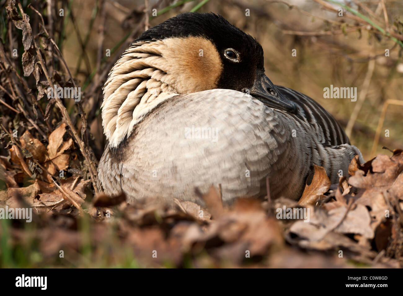 Nene Goose - Also known as Hawaiian Goose Stock Photo - Alamy