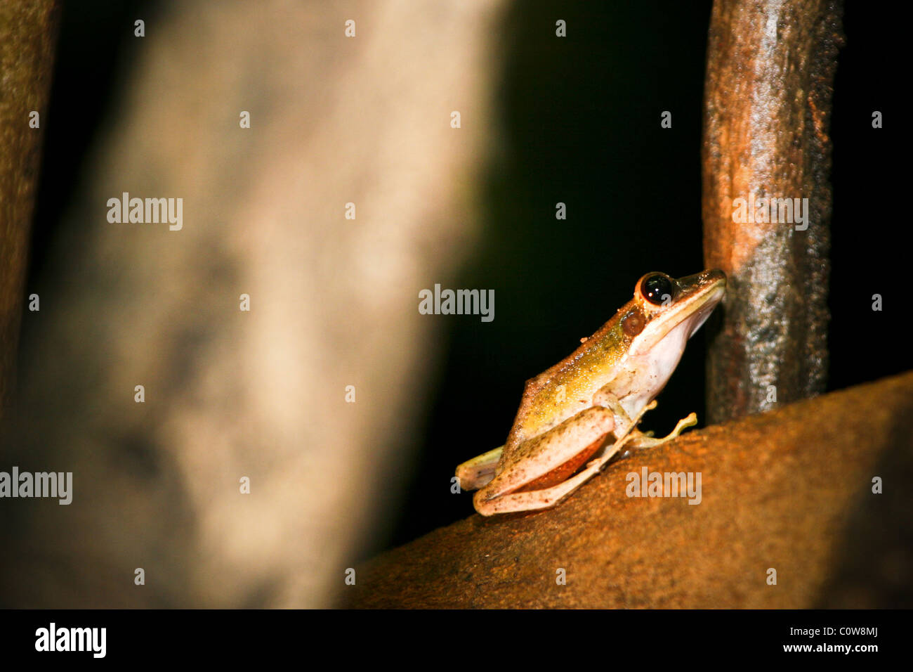 Borneo eared frog (Polypedates), Borne Jungle, Borneo, Malaysia, South ...