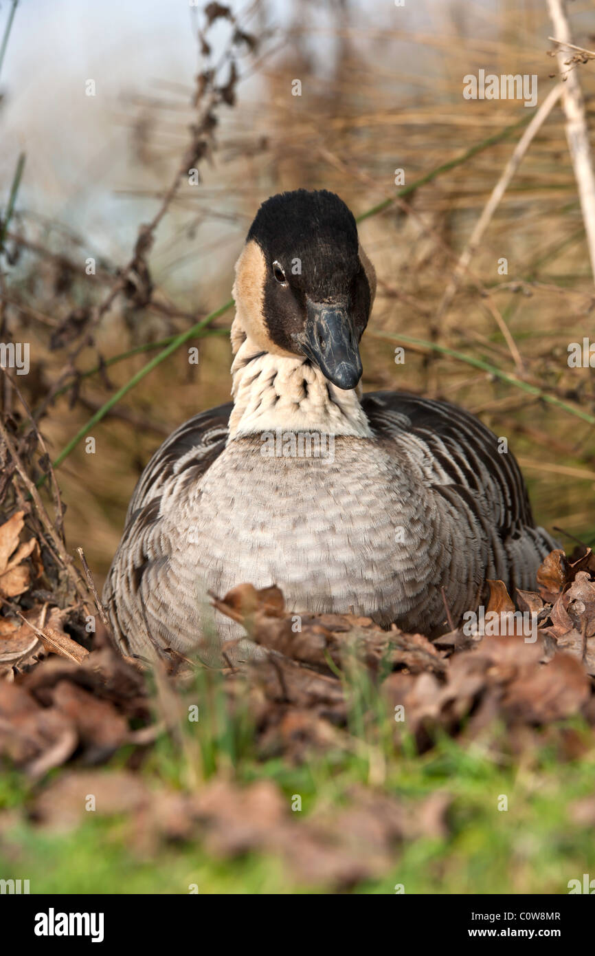 Nene hi-res stock photography and images - Alamy