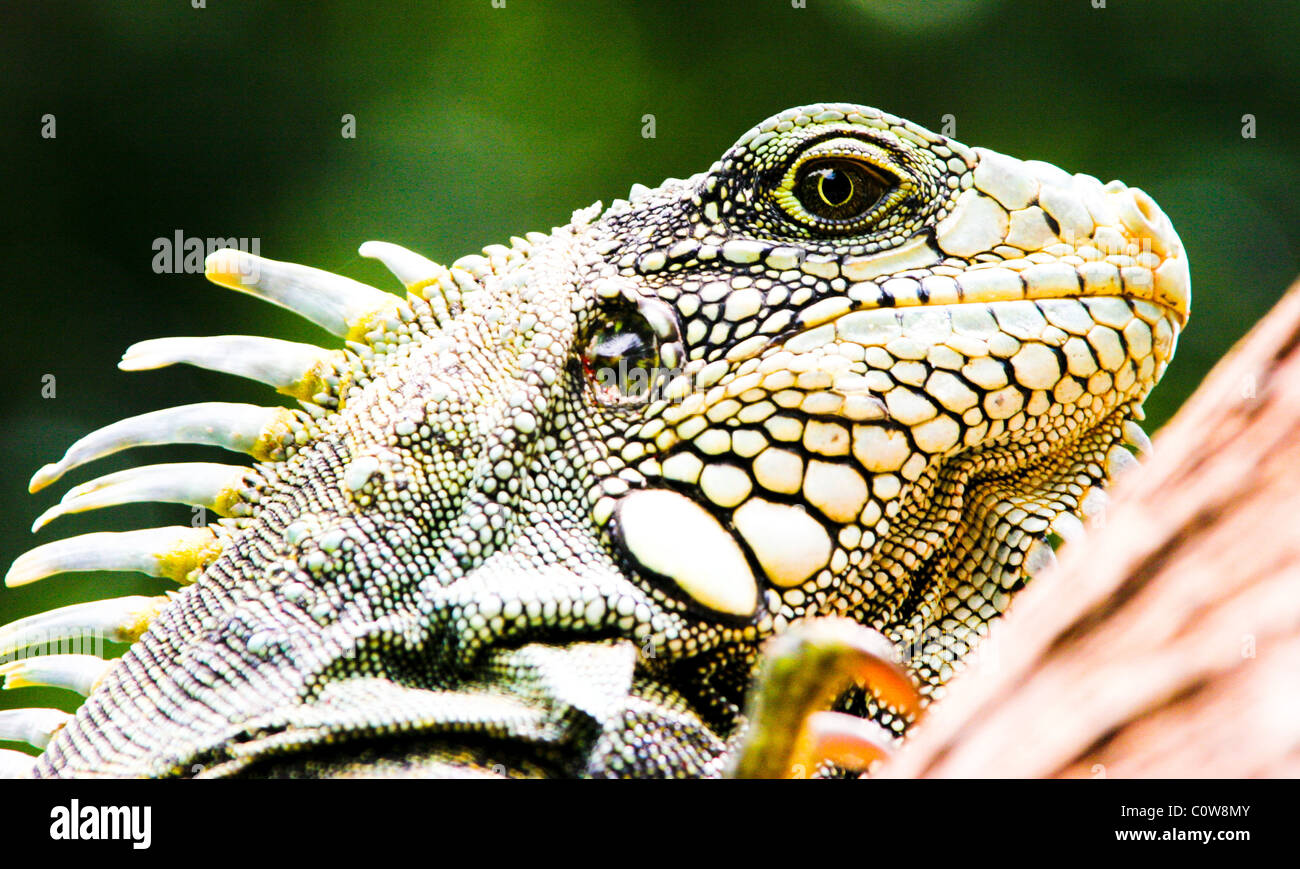 Reptiles / Lizard Iguana in Parque Seminario, Guayaquil, Ecuador, South ...