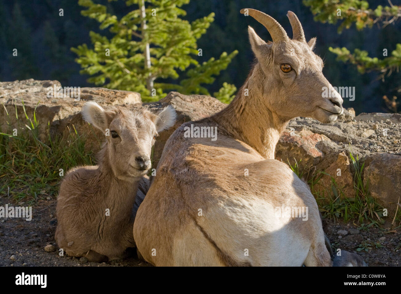 Female Big Horn Sheep (Ovis canadensis) and offspring Stock Photo - Alamy