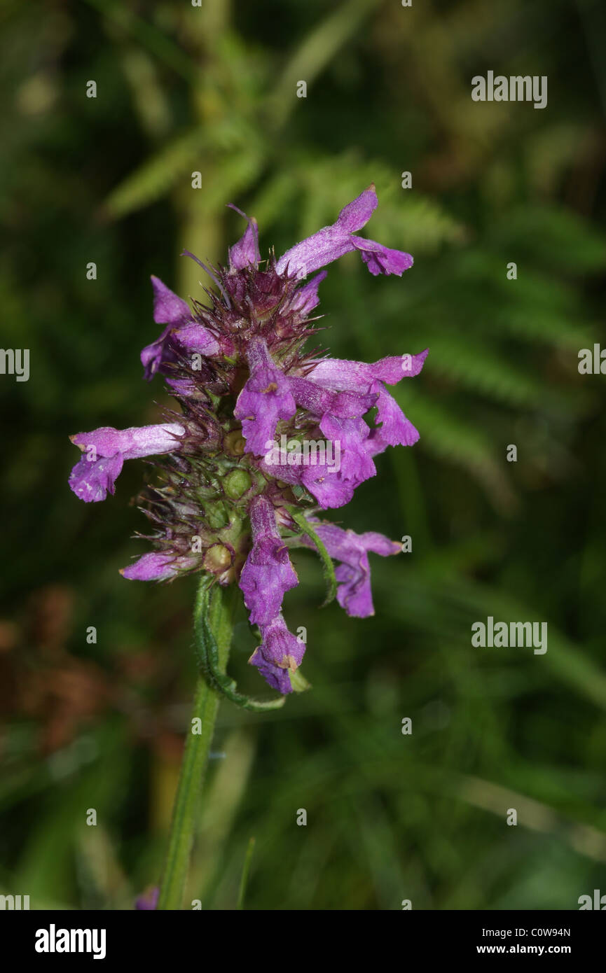 Stachys officinalis Betony Stock Photo - Alamy