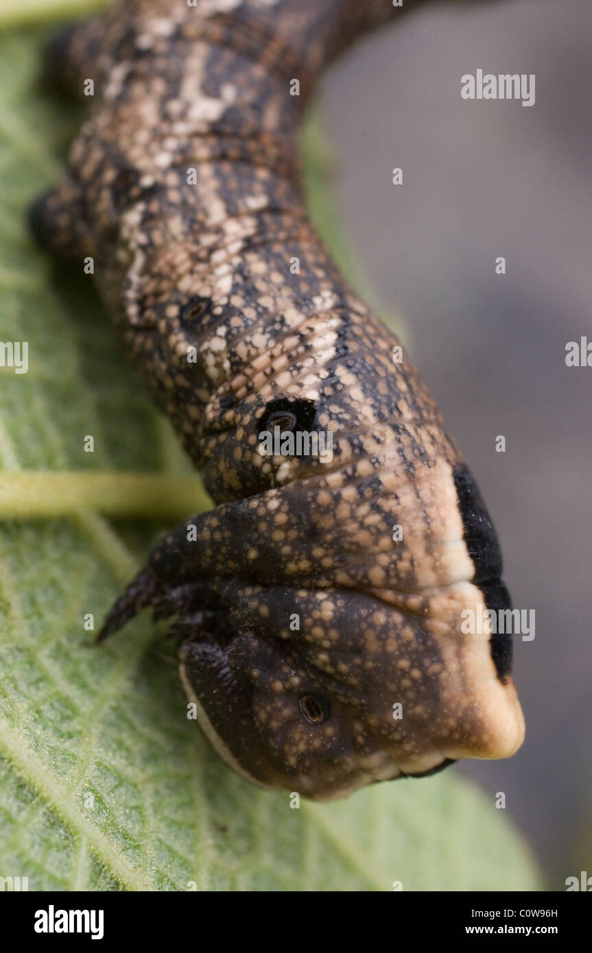 Sphinx moth larva Stock Photo - Alamy
