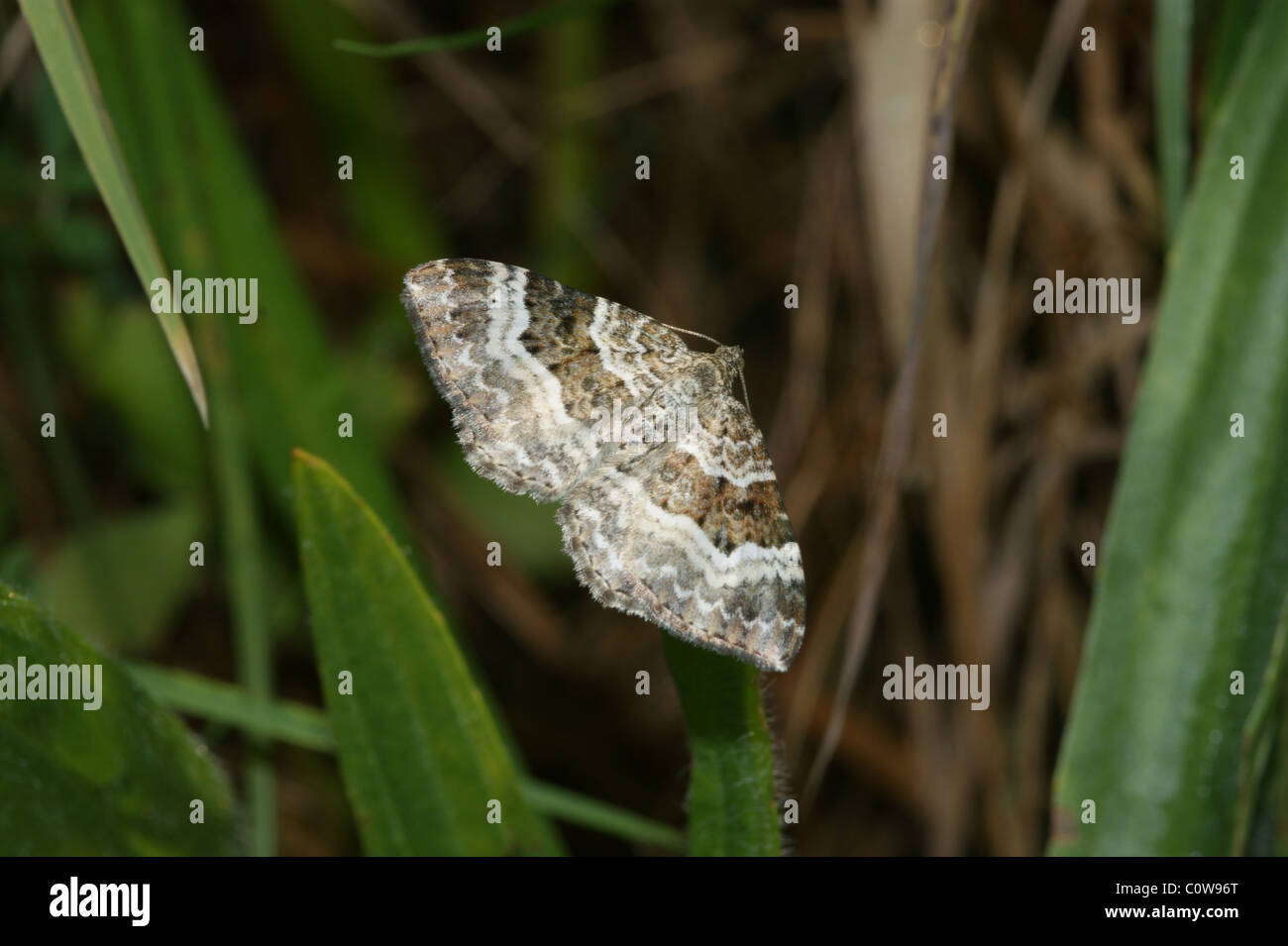 British moth hi-res stock photography and images - Alamy