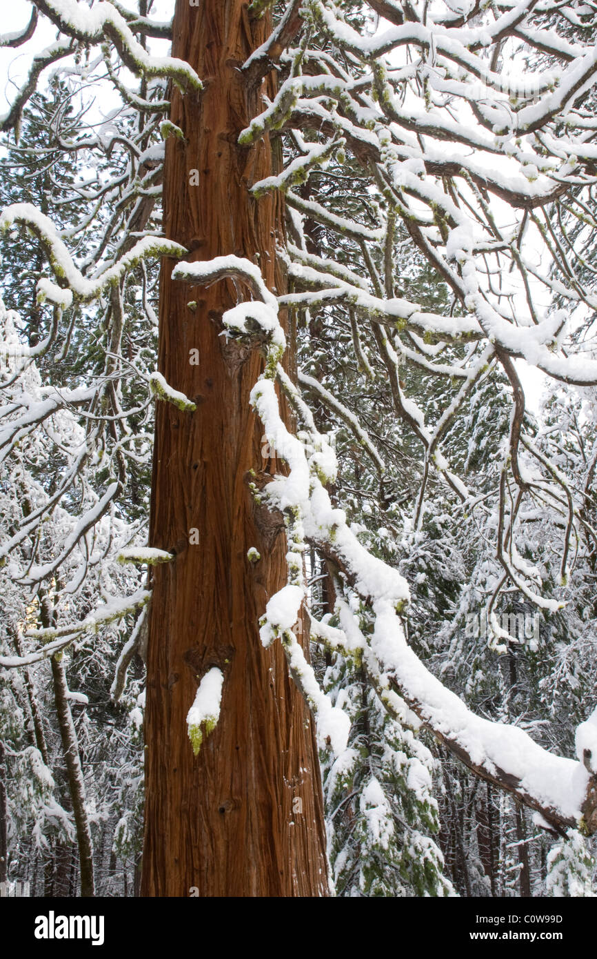 Giant Sequoia Tree (Sequoiadendron giganteum) during winter, Yosemite National Park Stock Photo ...