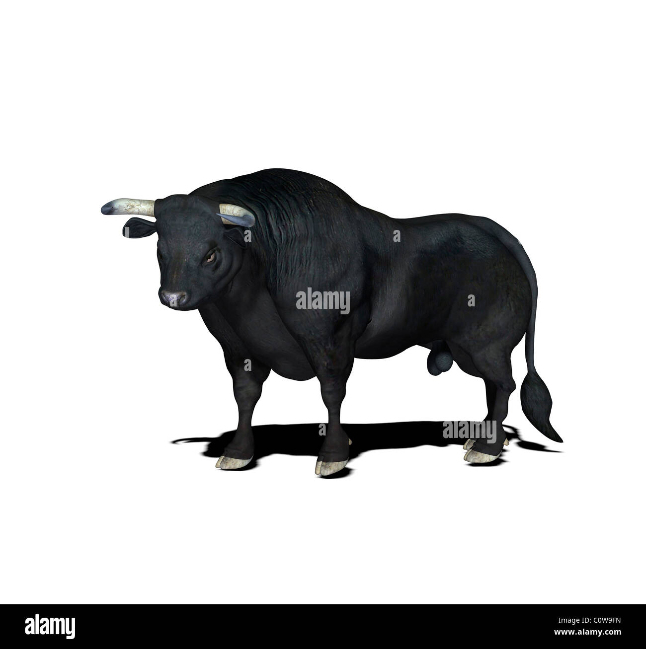 Bull bos taurus Cut Out Stock Images & Pictures - Alamy