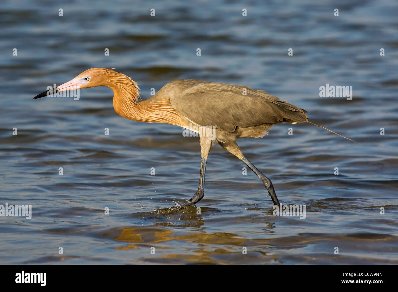 Stalk fish hi-res stock photography and images - Alamy