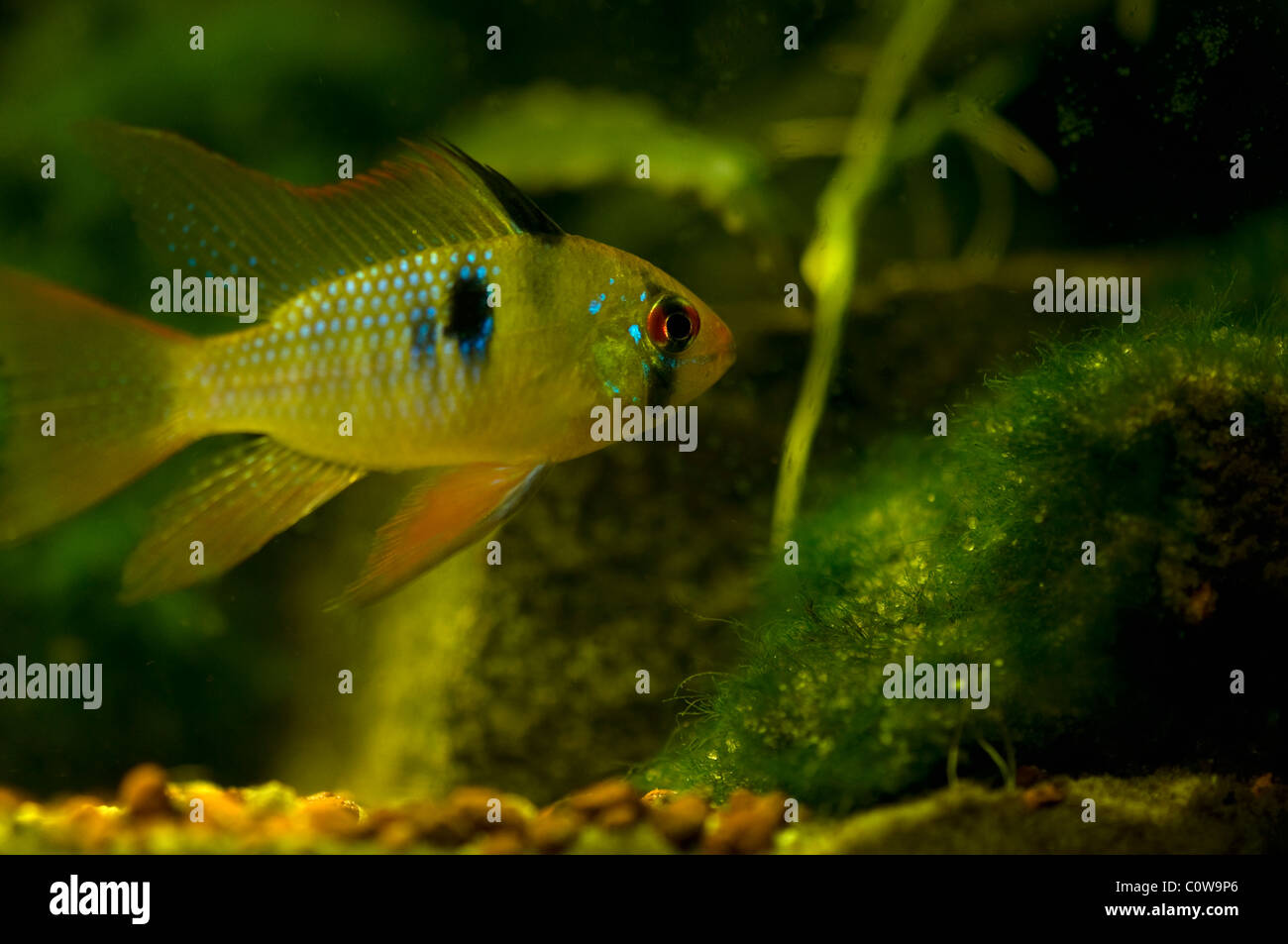 Ramirezi cichlid hi-res stock photography and images - Alamy
