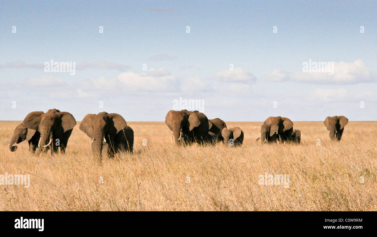 Elephants on the horizon, Serengeti, Tanzania, Africa Stock Photo - Alamy