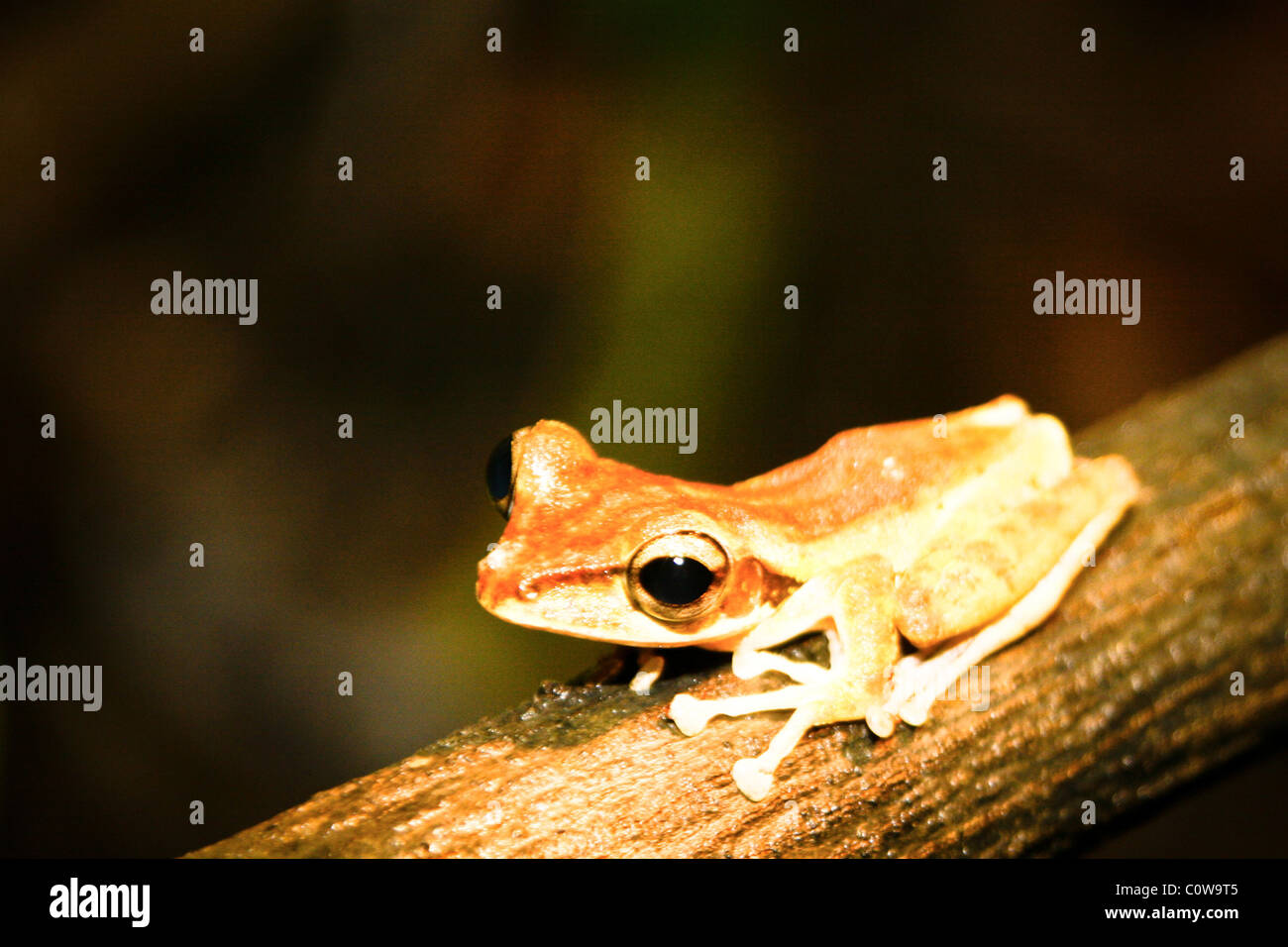 Borneo eared frog (Polypedates), Borne Jungle, Borneo, Malaysia, South ...