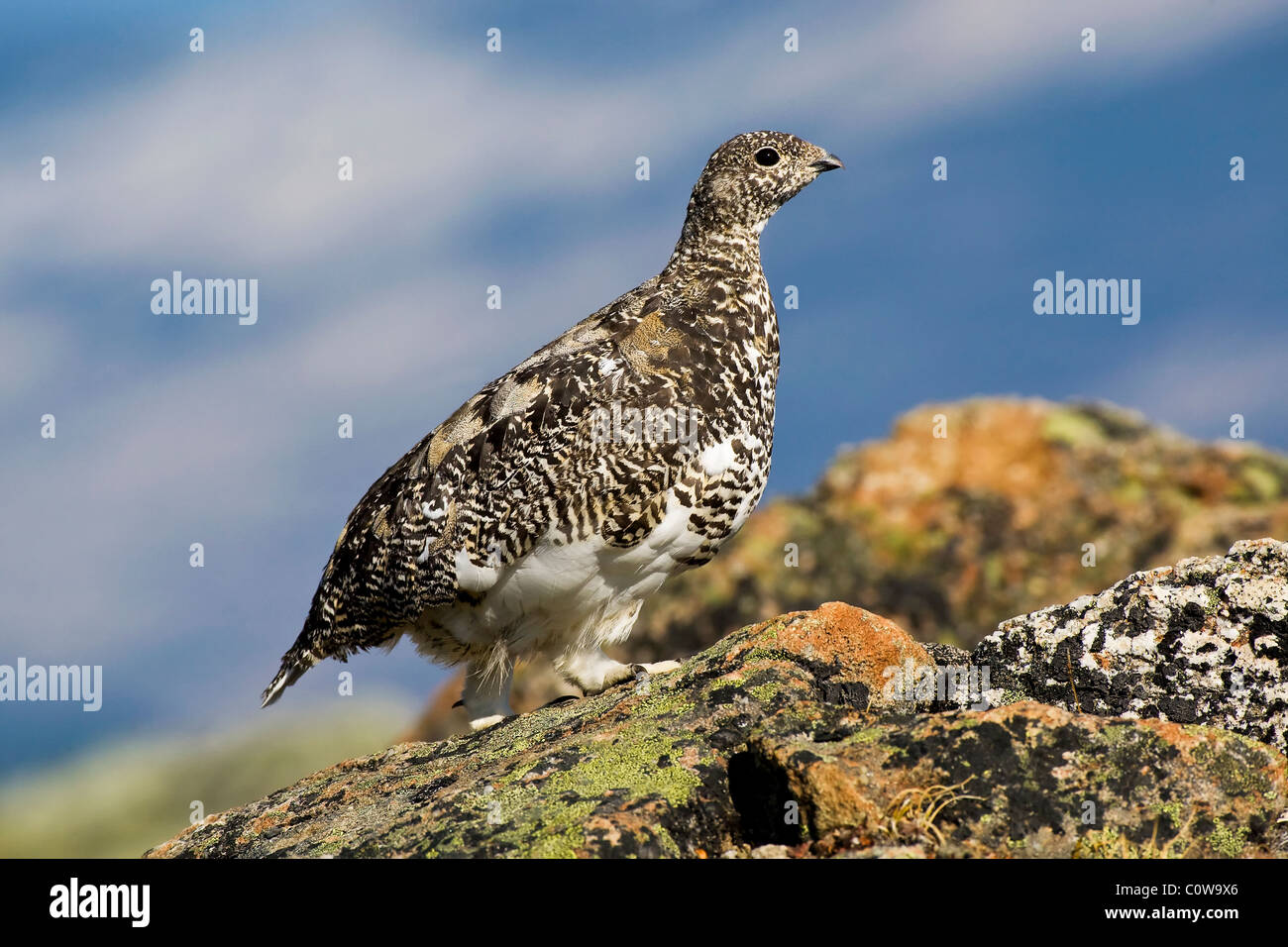 Mountain bird - A White tailed Ptarmigan walking across a lichen ...