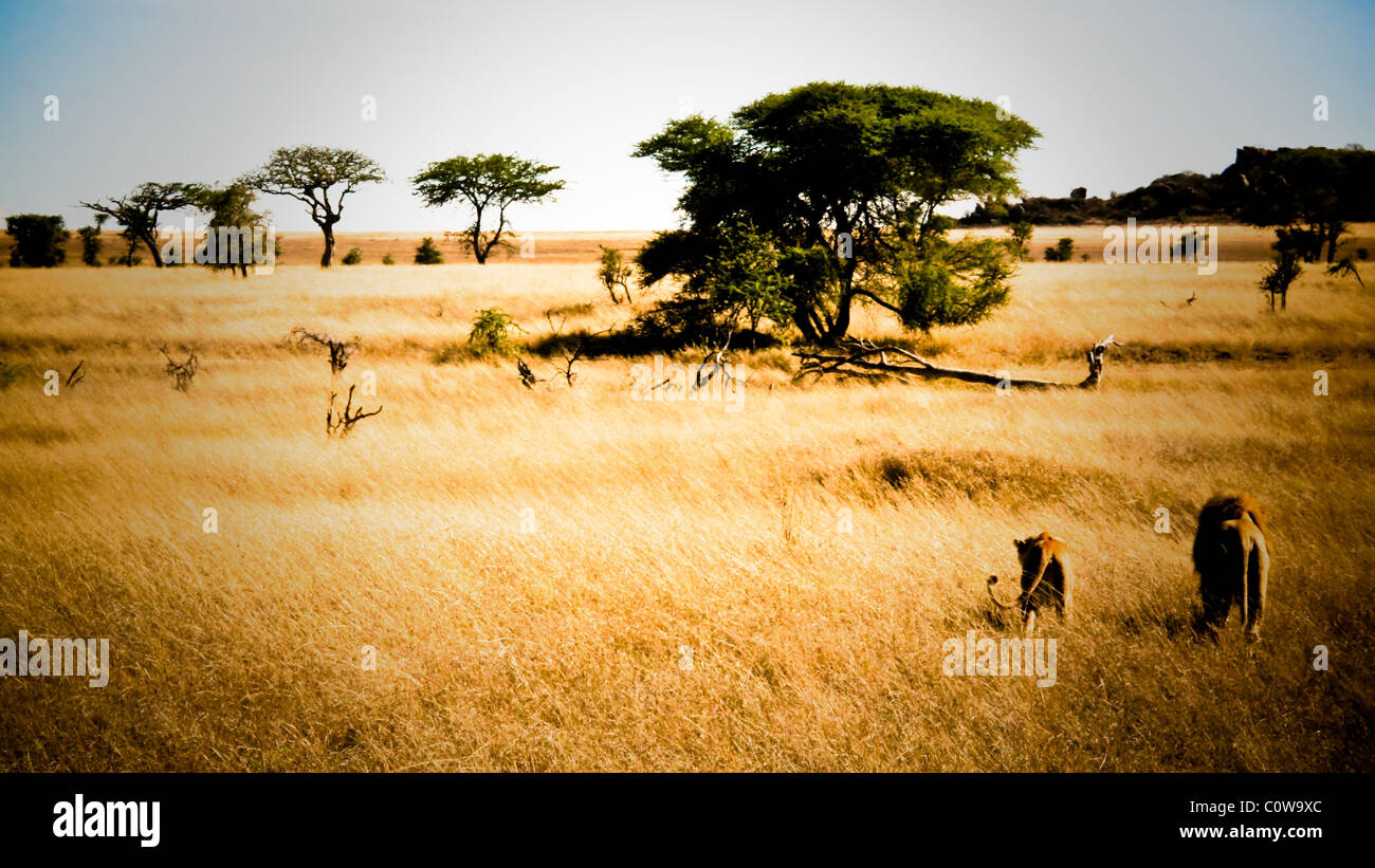 Lion and Lions, Serengeti, Tanzania, Africa Stock Photo - Alamy