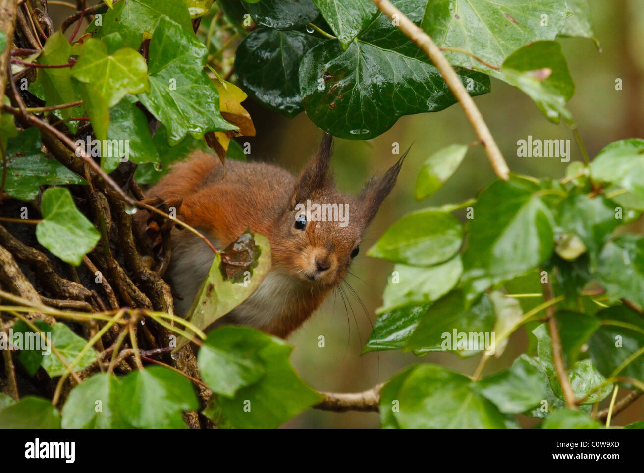 A Red Squirrel at the Alverstone Mead nature reserve on the Isle of ...
