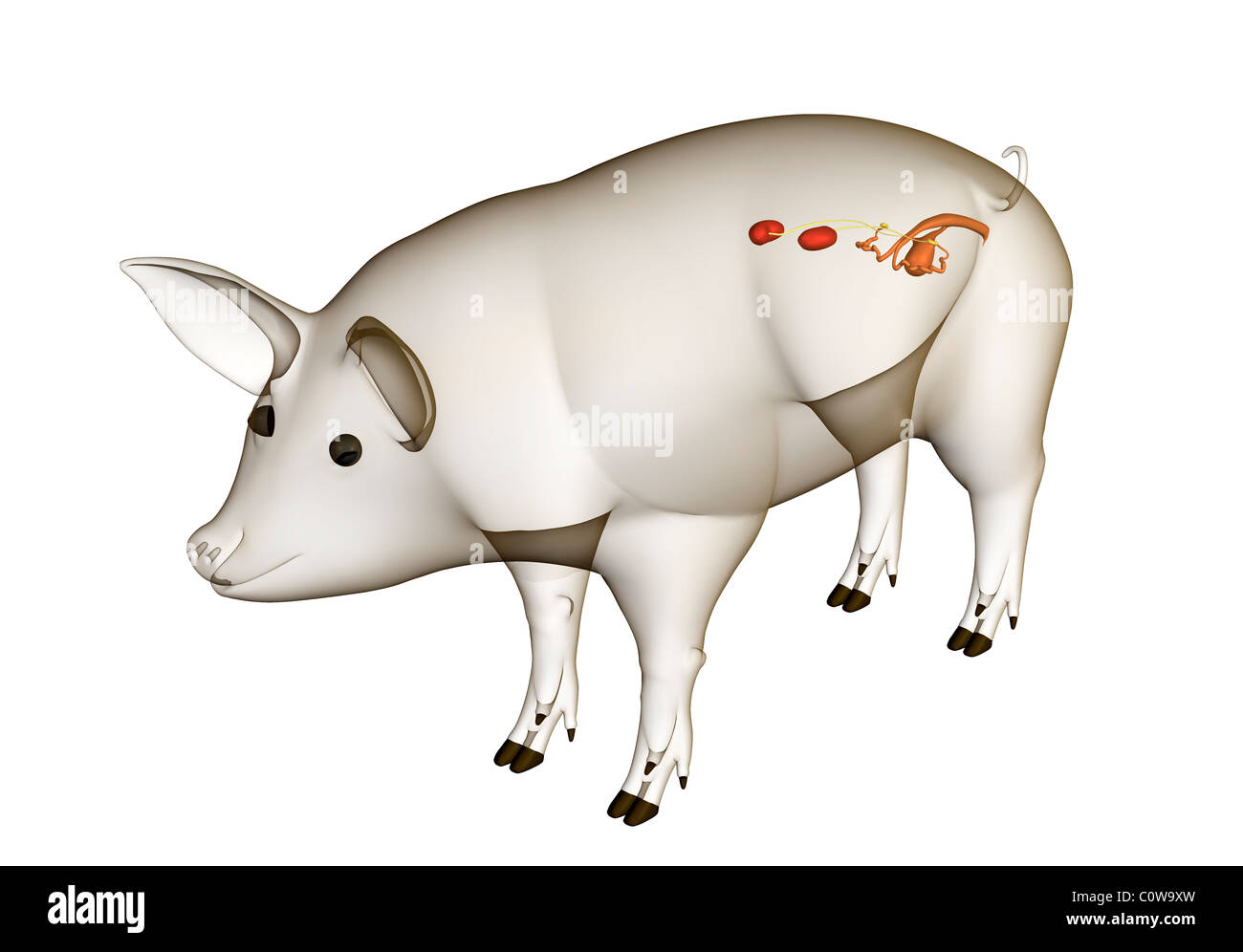 pig anatomy reproductive ovary with transparent body Stock Photo - Alamy