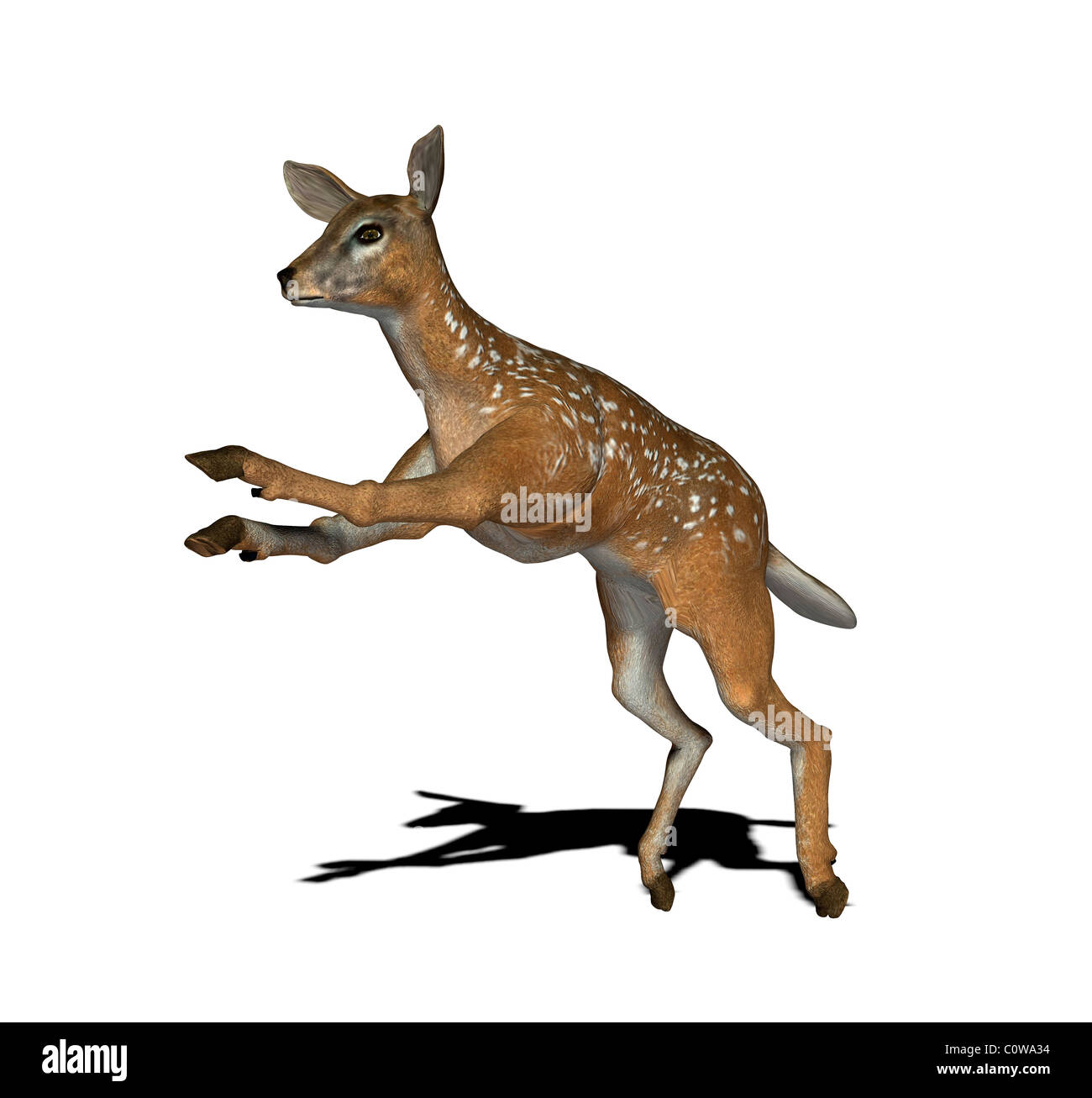 Fawn cutout hi-res stock photography and images - Alamy