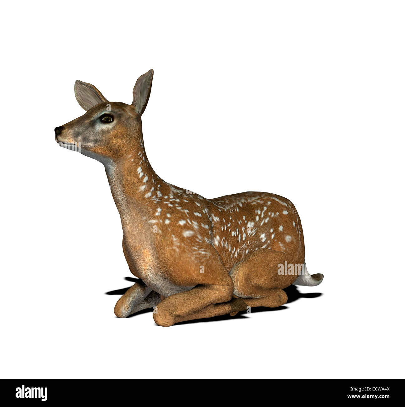 Fawn illustration Cut Out Stock Images & Pictures - Alamy