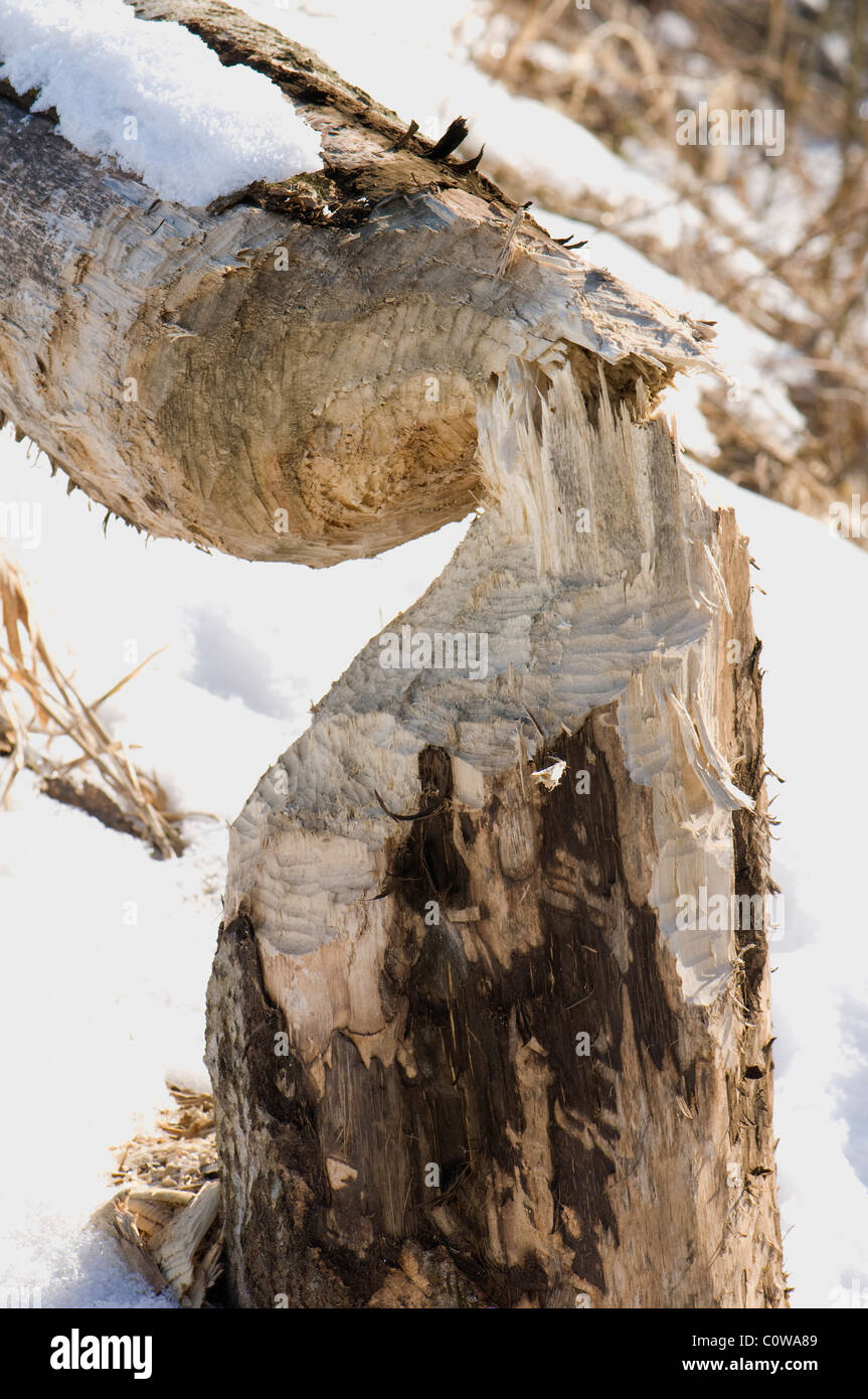 Tree and beaver Stock Photo - Alamy