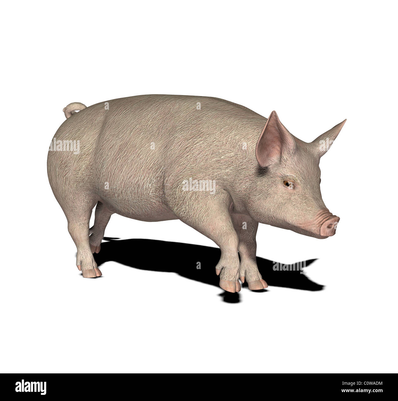 Pig illustration hi-res stock photography and images - Alamy
