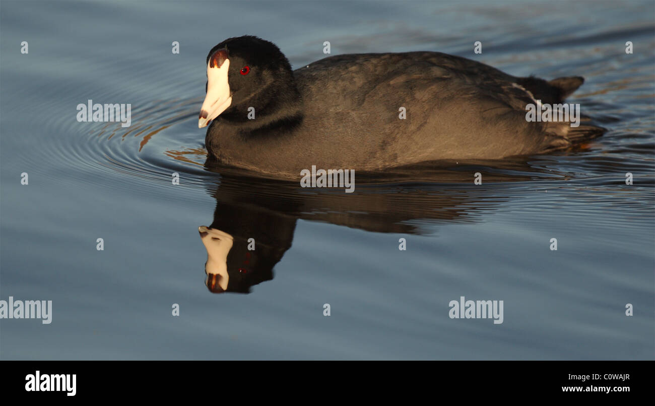 Hunched bird hi-res stock photography and images - Alamy