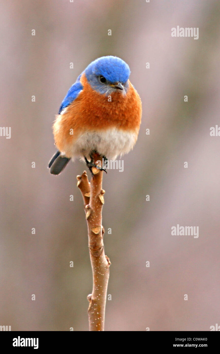 An Eastern Bluebird perched on a treetop Stock Photo - Alamy