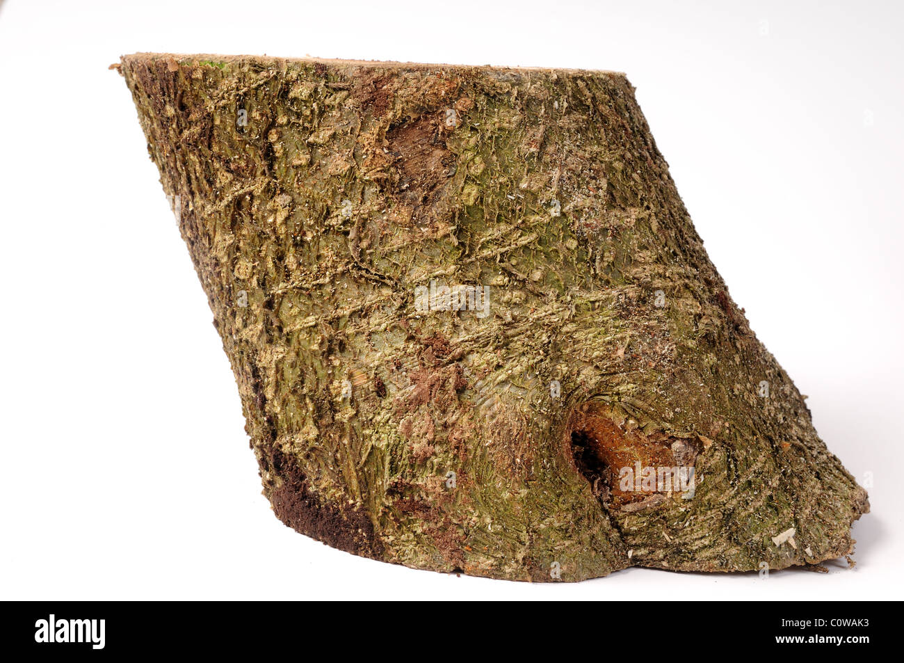 Green Wood Holy Tree Trunk Stock Photo - Alamy