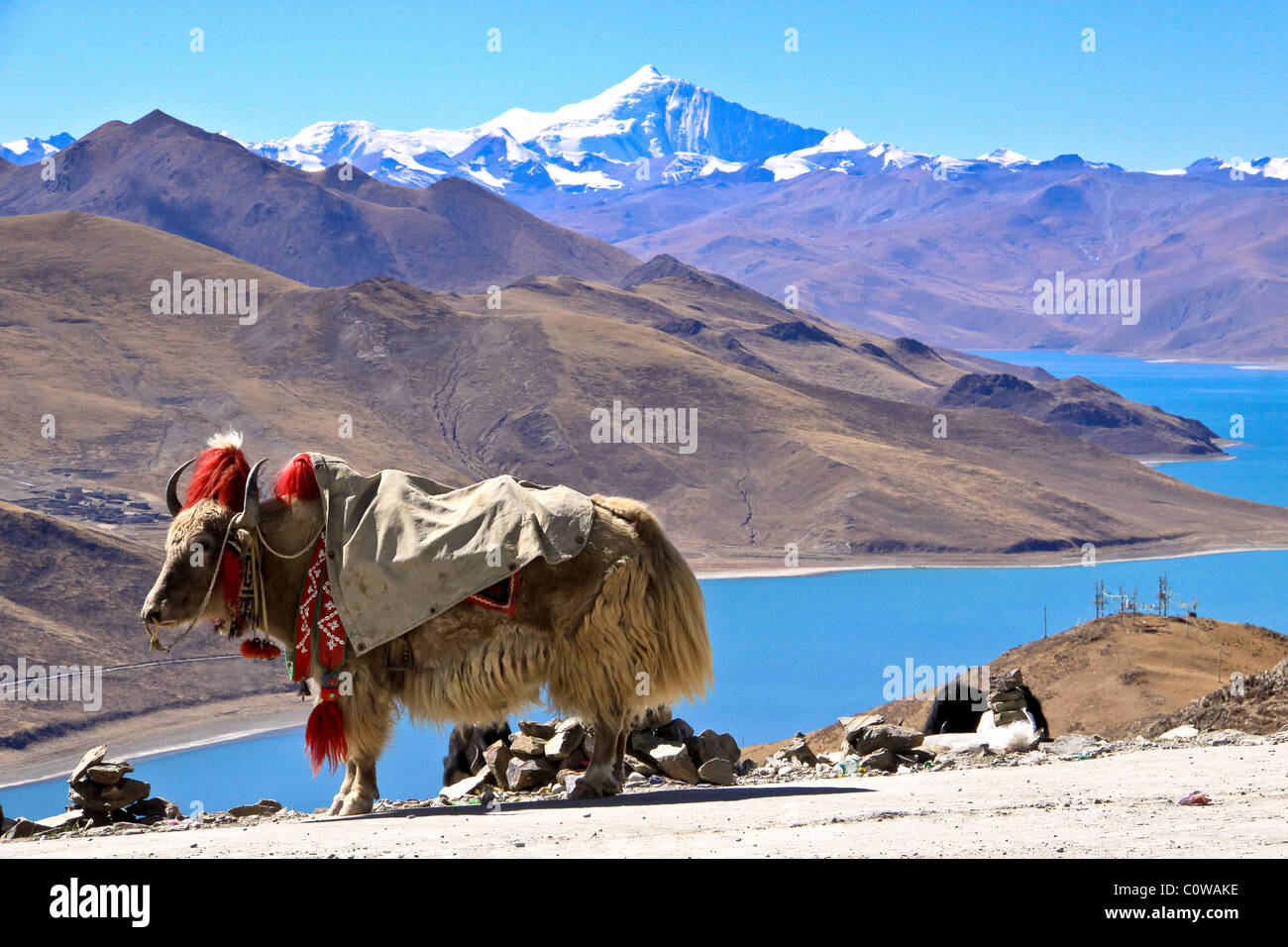 Tibetan Yak, Tibet, China Stock Photo - Alamy